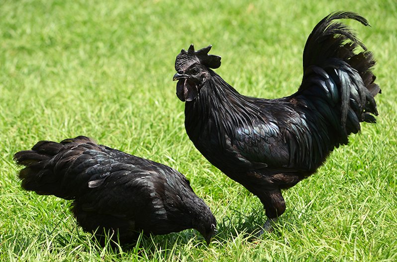 Is black chicken more healthy?