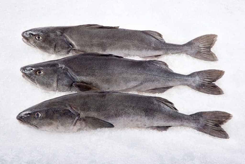 Is black cod good eating?