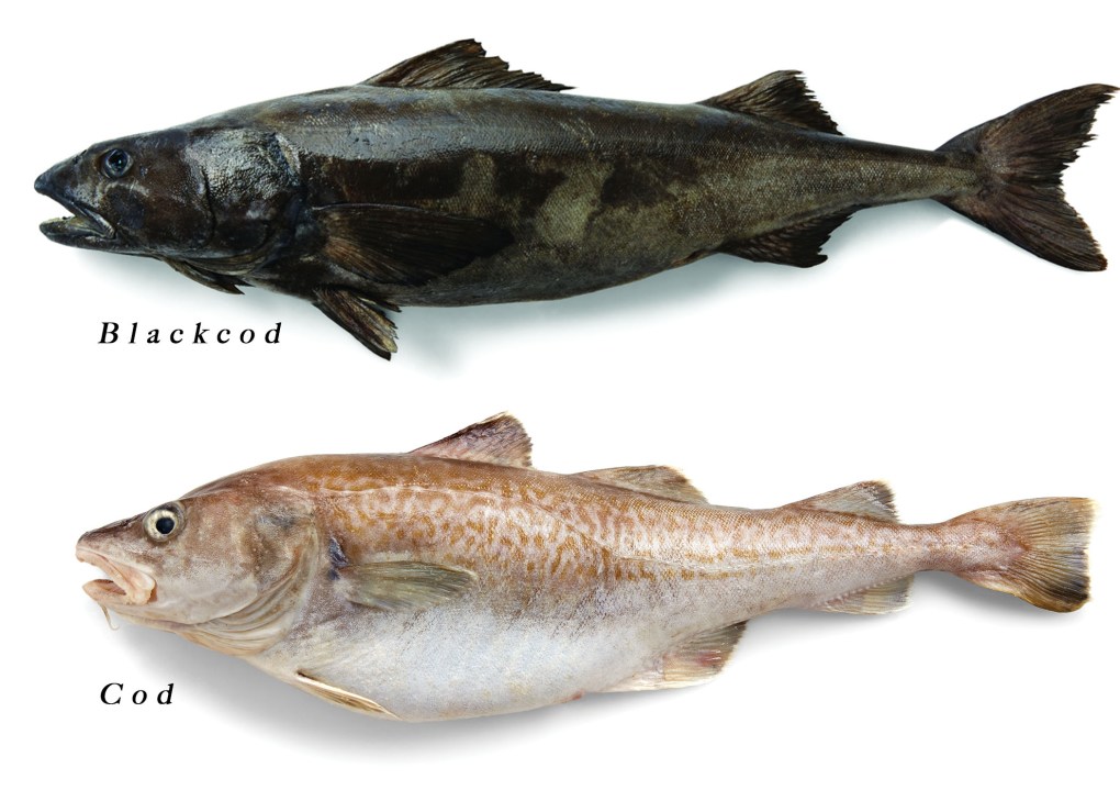 Is black cod like Atlantic cod?