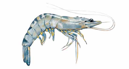 Is black tiger shrimp good to eat?