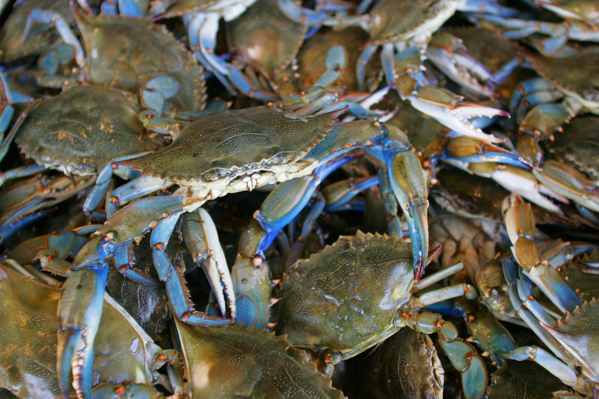Is blue crab healthy to eat?