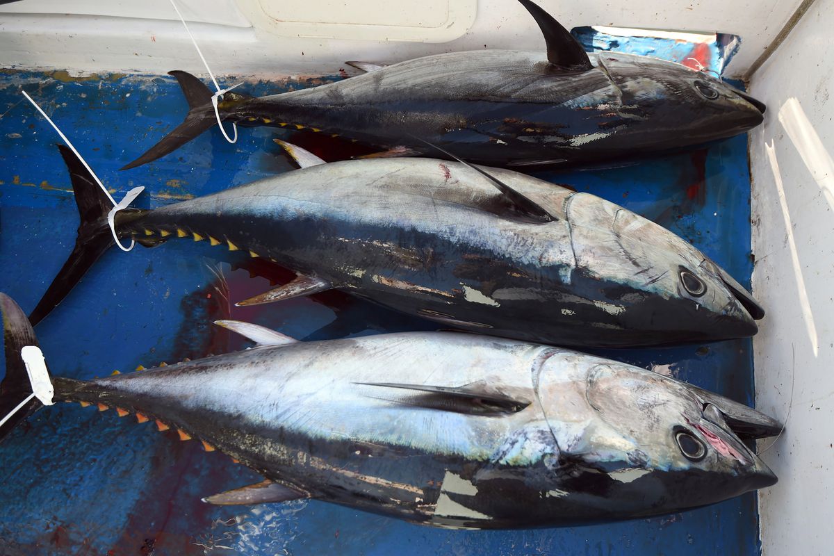 Is bluefin tuna illegal in the US?