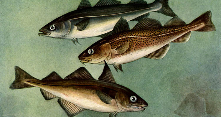 Is Boston scrod the same as cod?