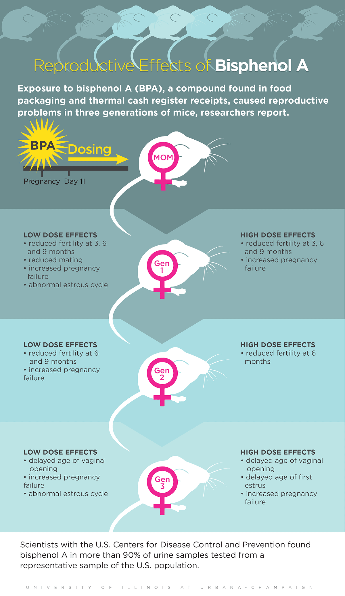 Is BPA safe during pregnancy?