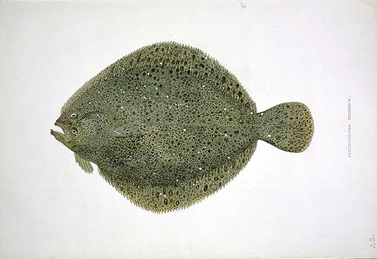 Is brill a flounder?