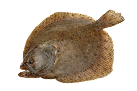 Is brill or turbot better?