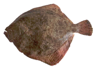 Is brill the same as halibut?