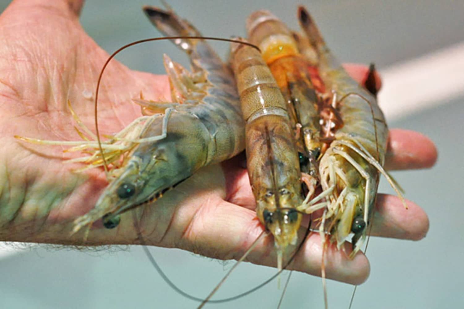 Is brown or white shrimp better?