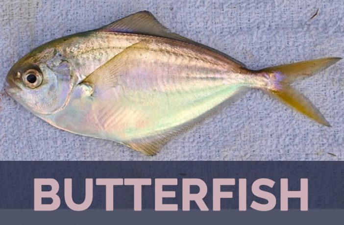 Is butterfish high in fat?