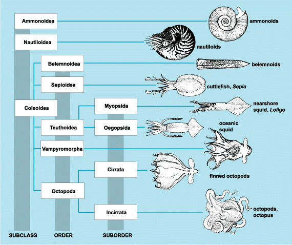 Is calamari part of the octopus family?