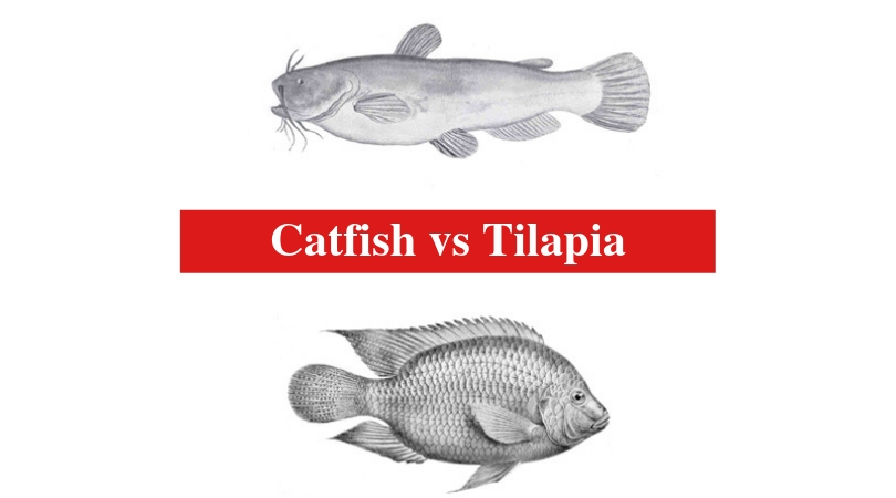Is catfish healthier than tilapia?