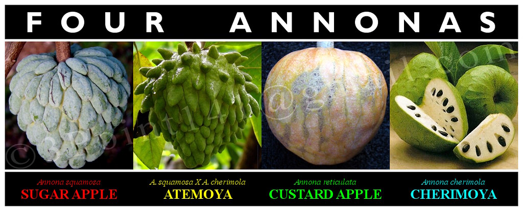 Is cherimoya and Annona the same?