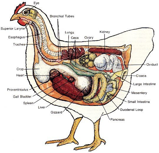 Is Chicken hard on kidneys?