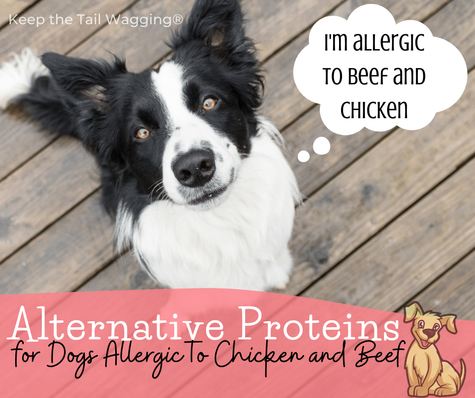 Is chicken or beef better for dogs with allergies?