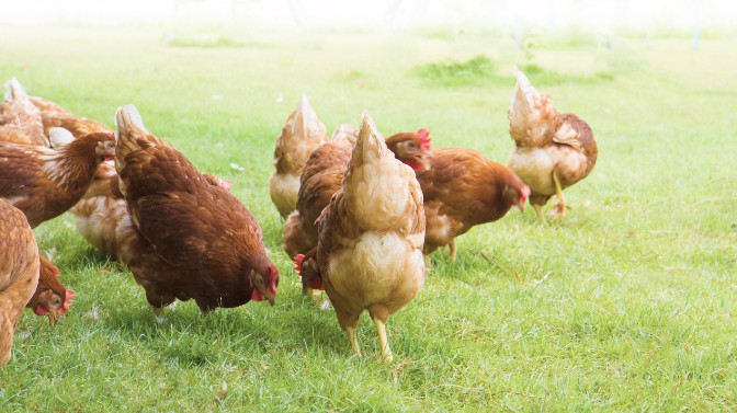 Is chicken poop good for your yard?