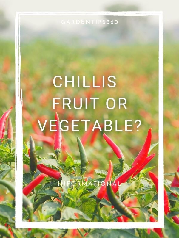 Is chili a simple fruit?