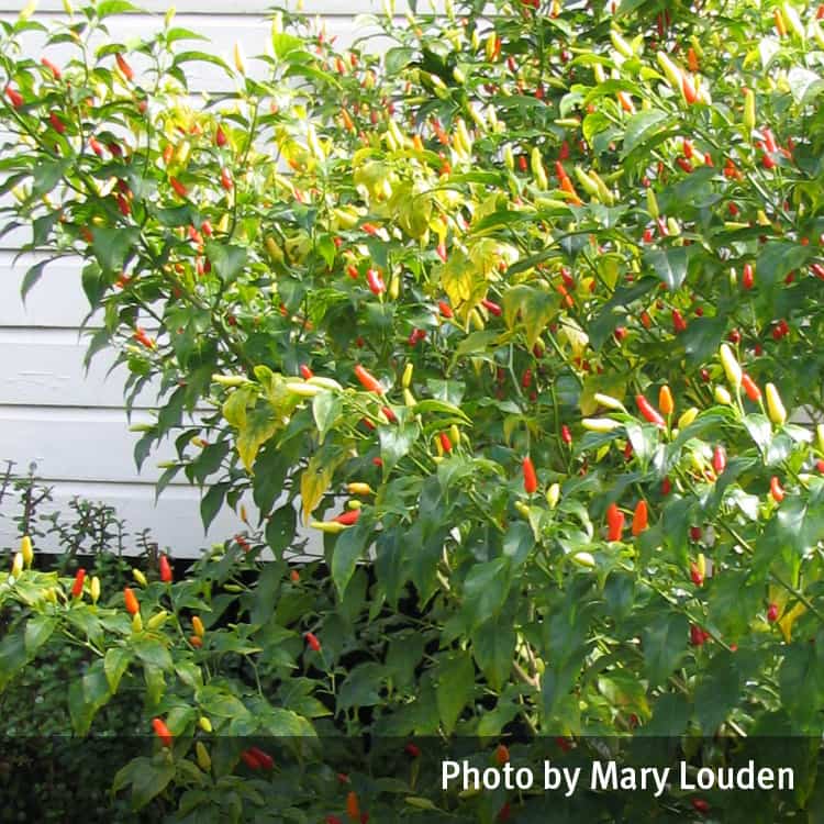 Is chilli plant a herb?