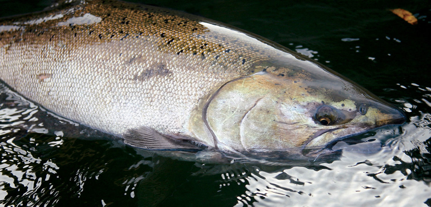 Is chinook salmon the same as spring?