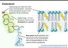 Is cholesterol a lipid carbohydrate or protein?