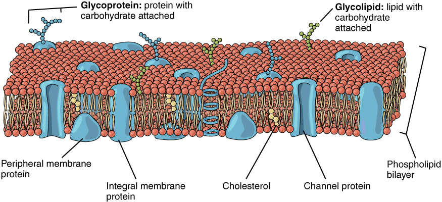 Is cholesterol part of protein?