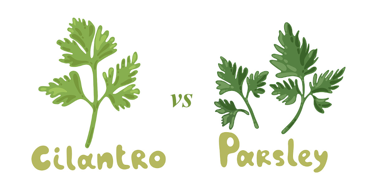 Is cilantro the same as Italian parsley?