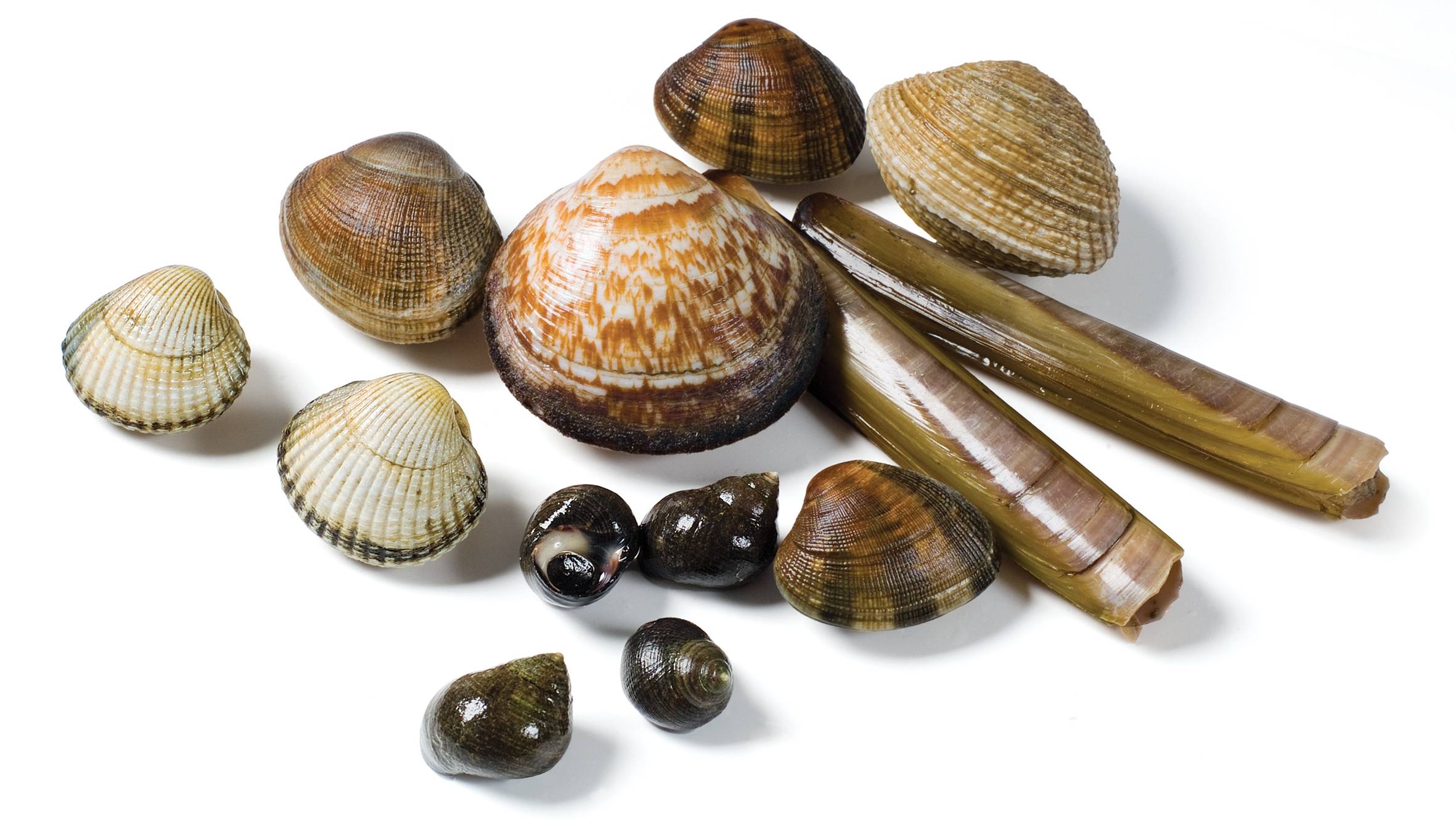 Is clam and snail same?