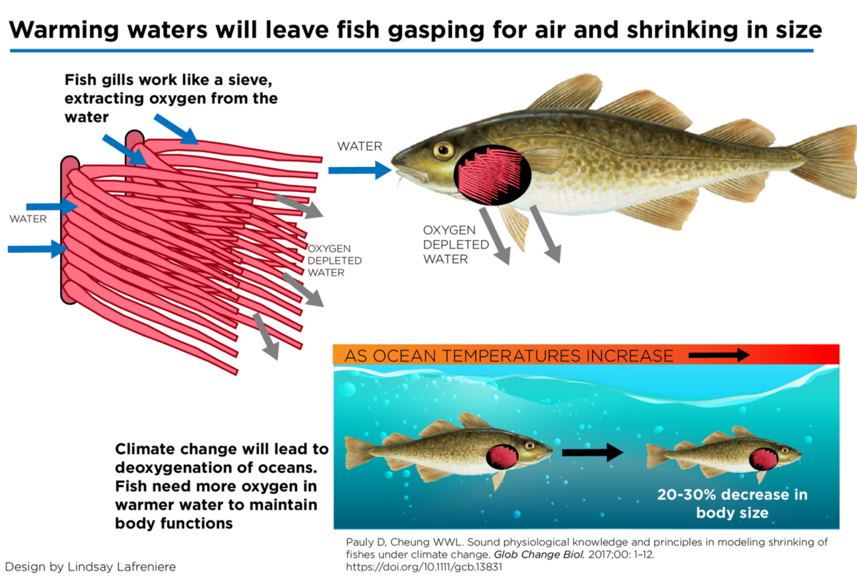 Is climate change shrinking fish?