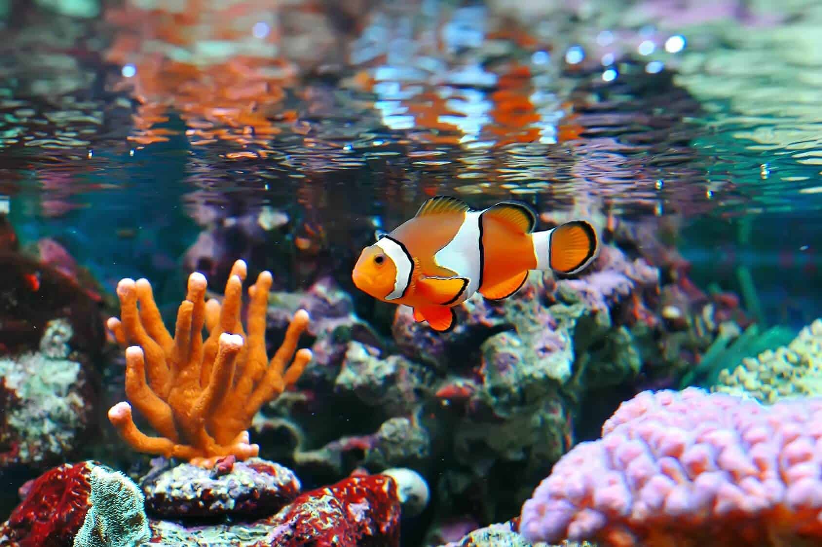 Is clown fish easy to keep?