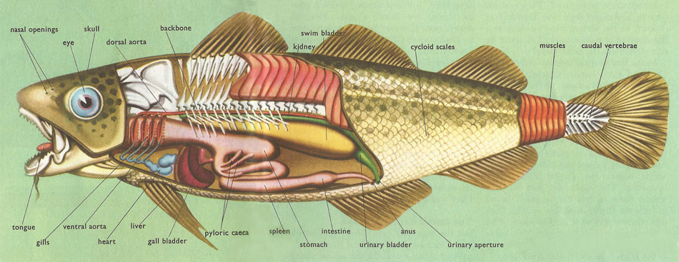 Is cod a bony fish?