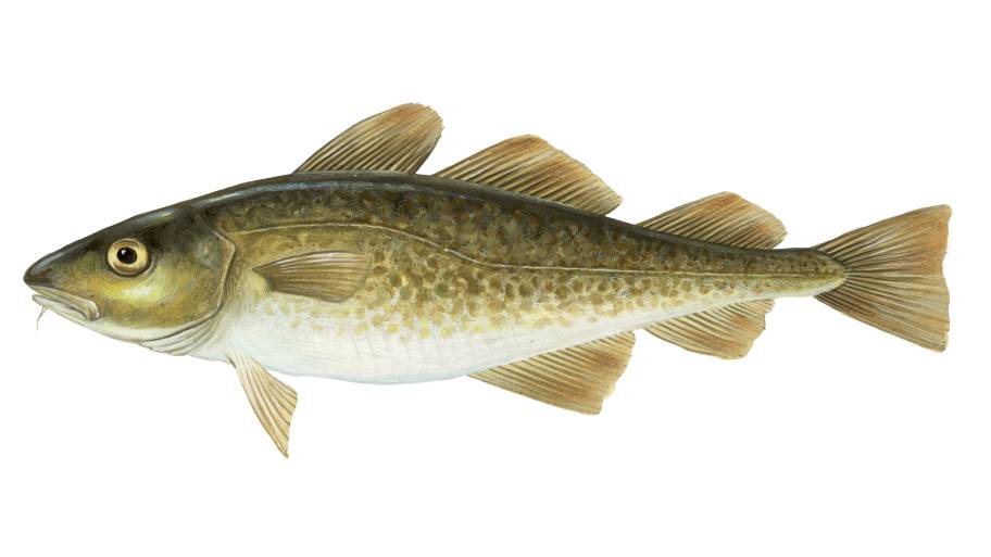 Is Cod a sustainable fish?