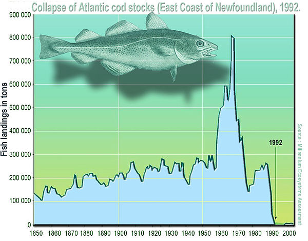 Is cod being harvested unsustainably?
