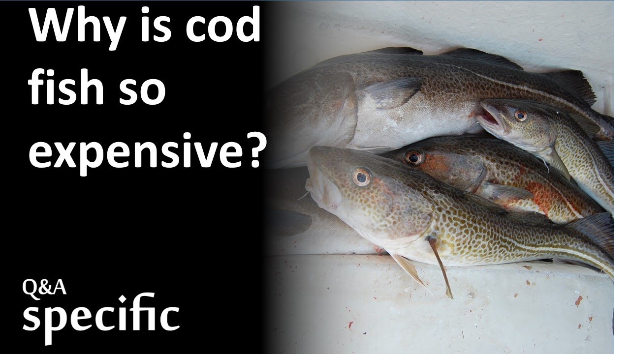 Is cod expensive fish?