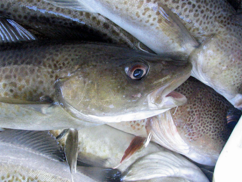 Is cod fish the same as white fish?