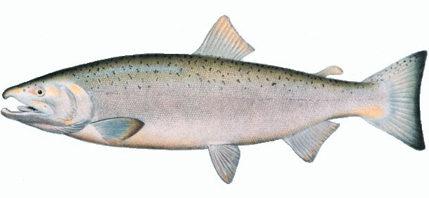 Is coho salmon better?