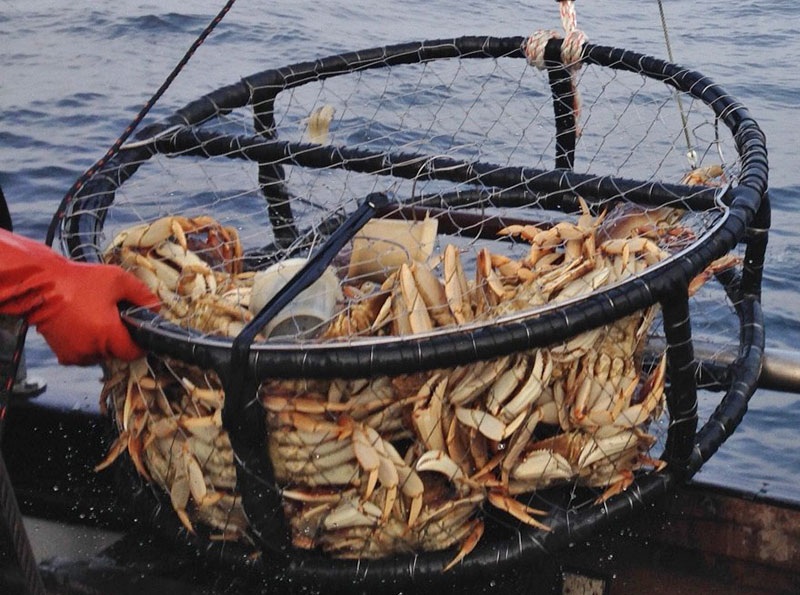 Is commercial crabbing open in CA?