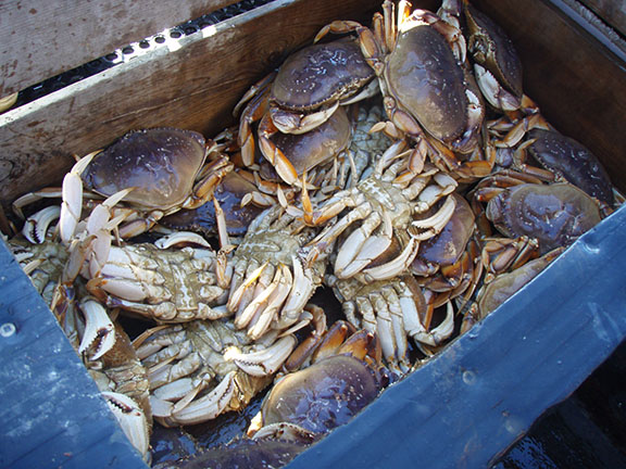 Is commercial Dungeness crab season open in California?