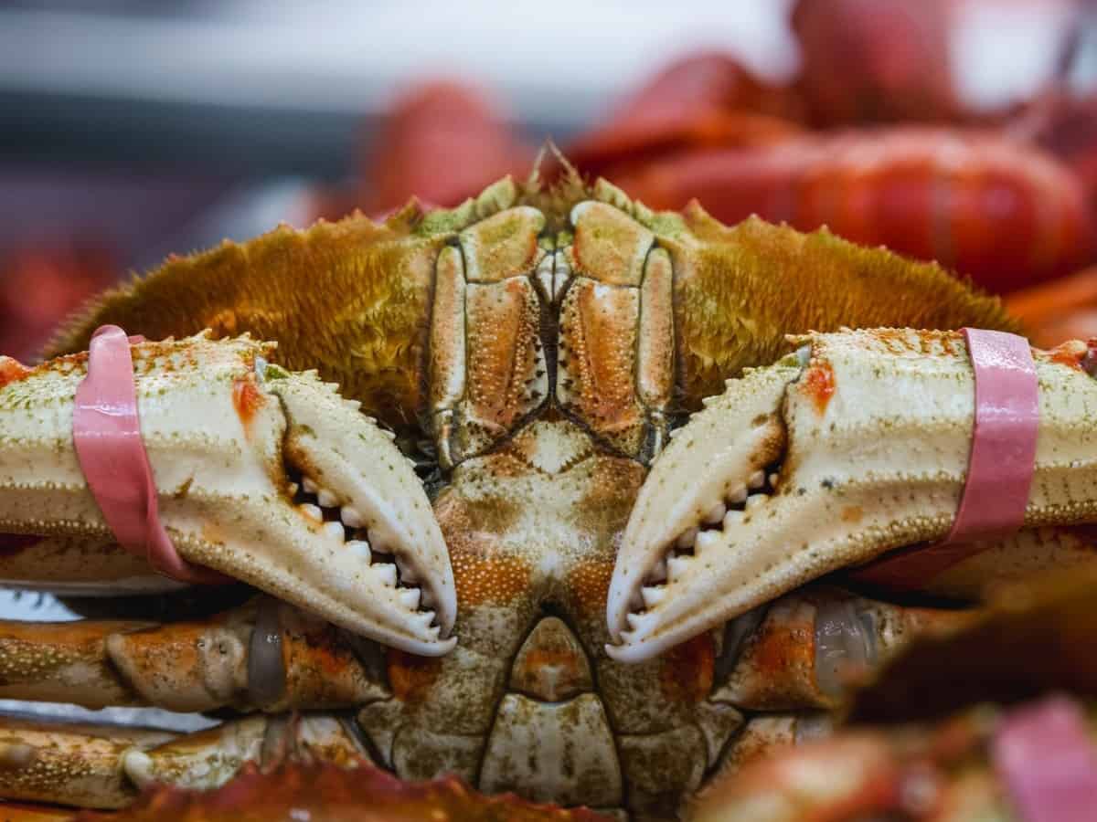 Is cooked crab supposed to smell fishy?