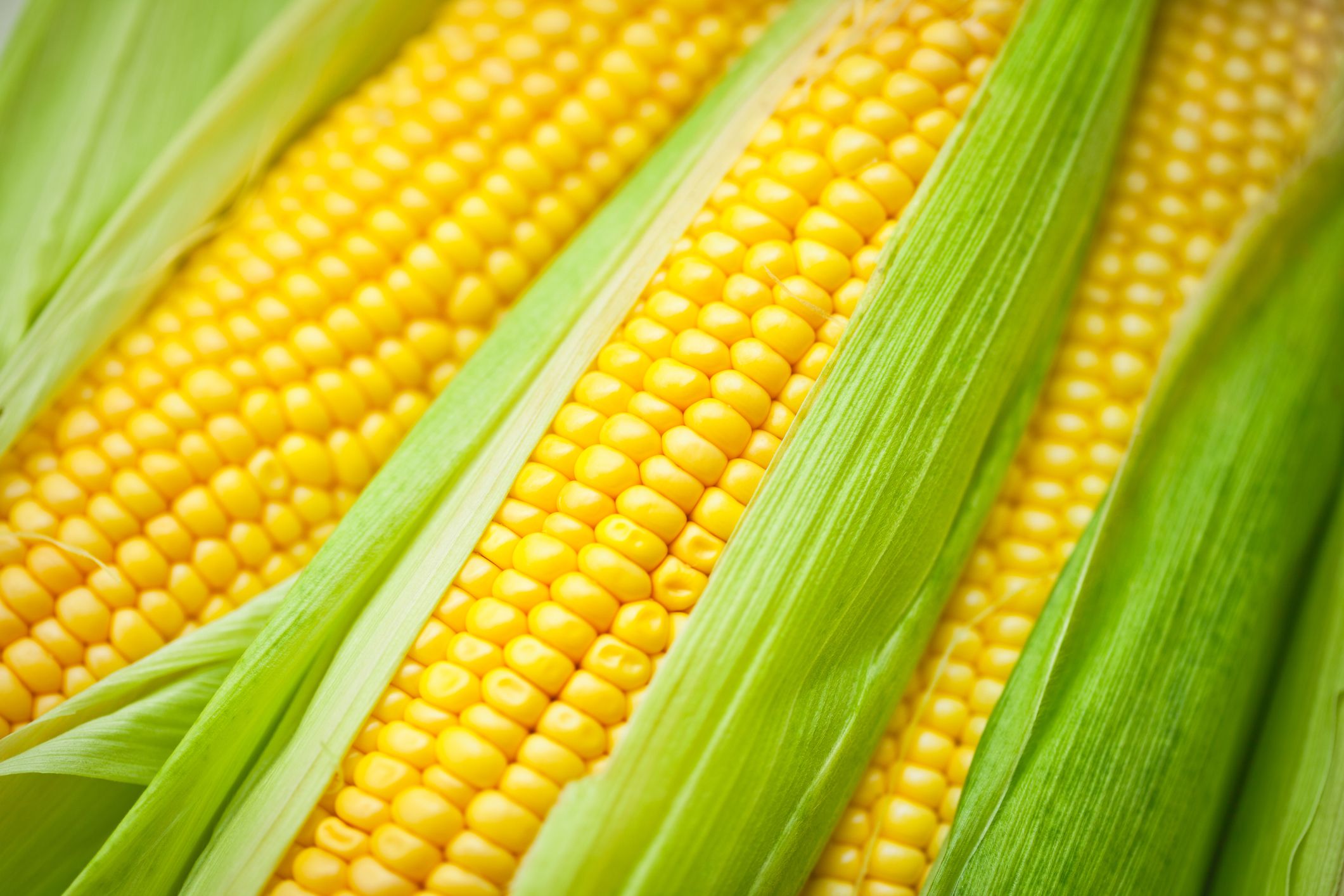 Is corn a crop or grain?