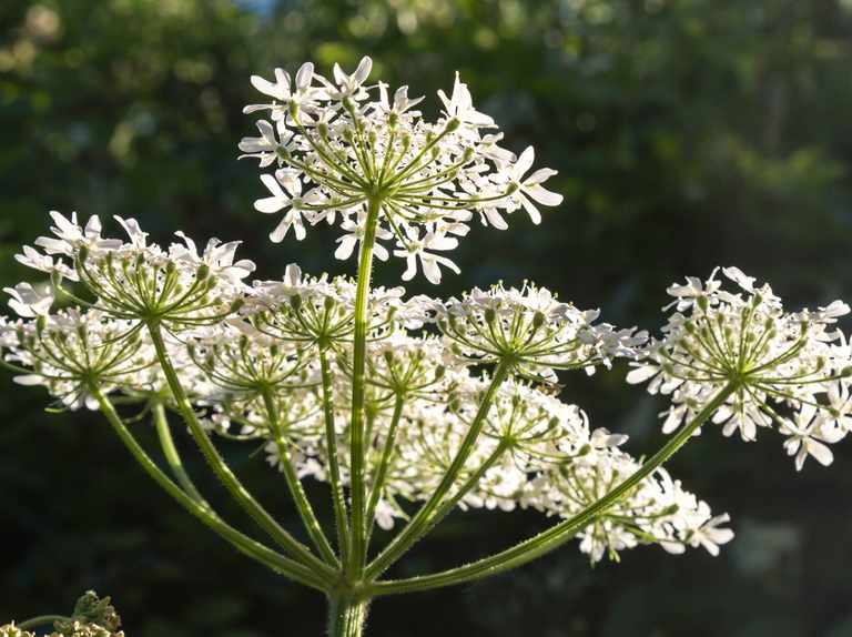 Is cow parsley an annual?