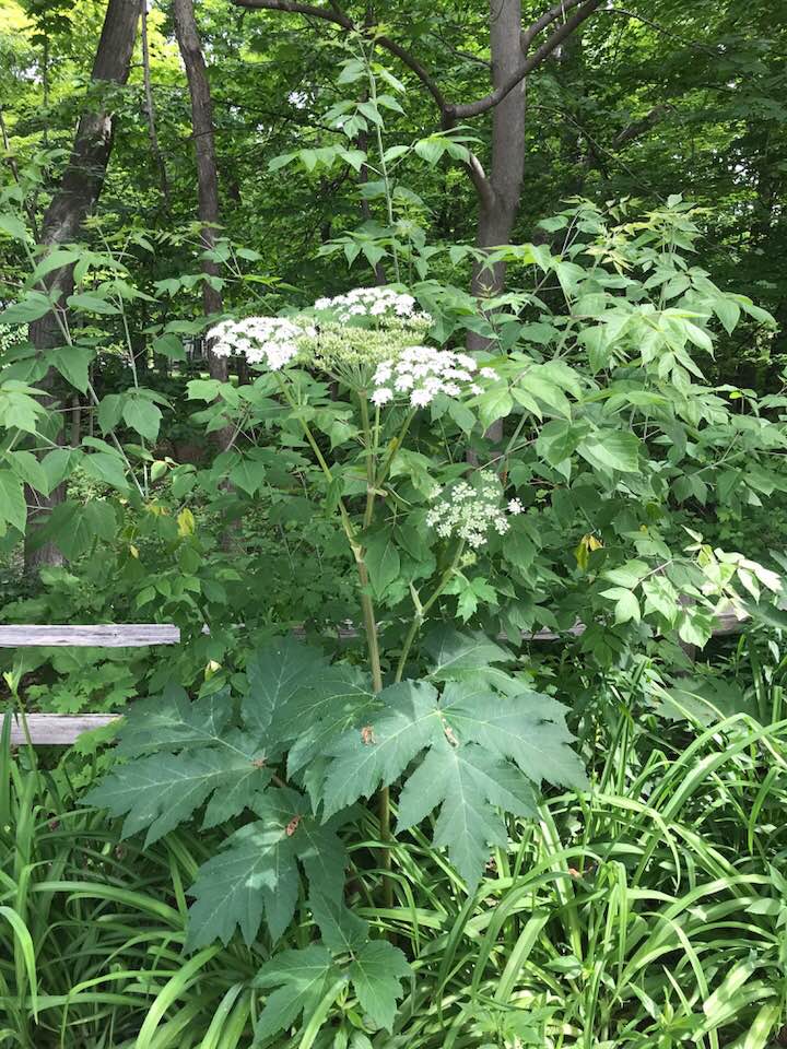 Is cow parsley invasive?