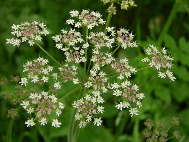 Is cow parsley the same as Queen Anne's lace?