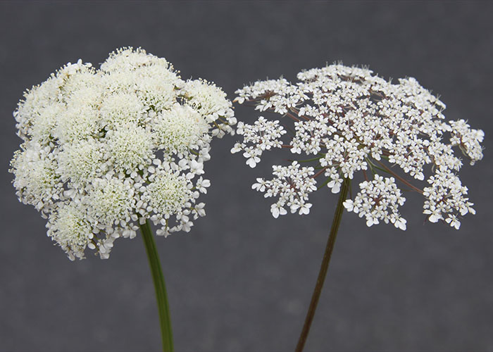 Is cow parsley the same as wild carrot?