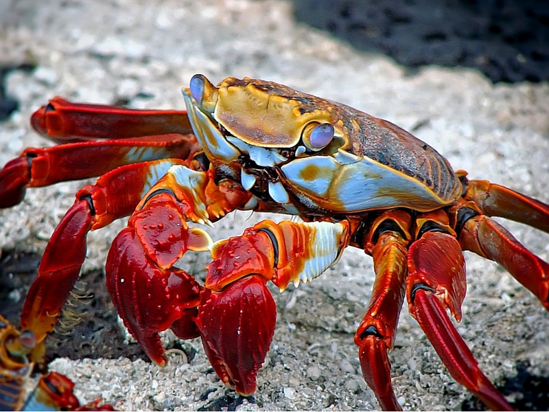 Is crab good for bones?