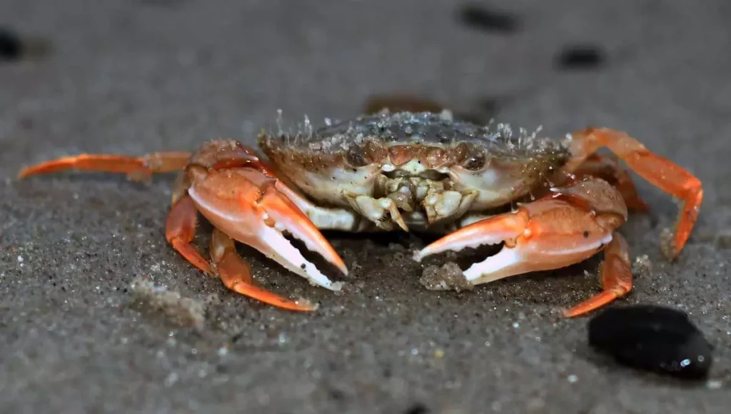 Is crab good for your bones?