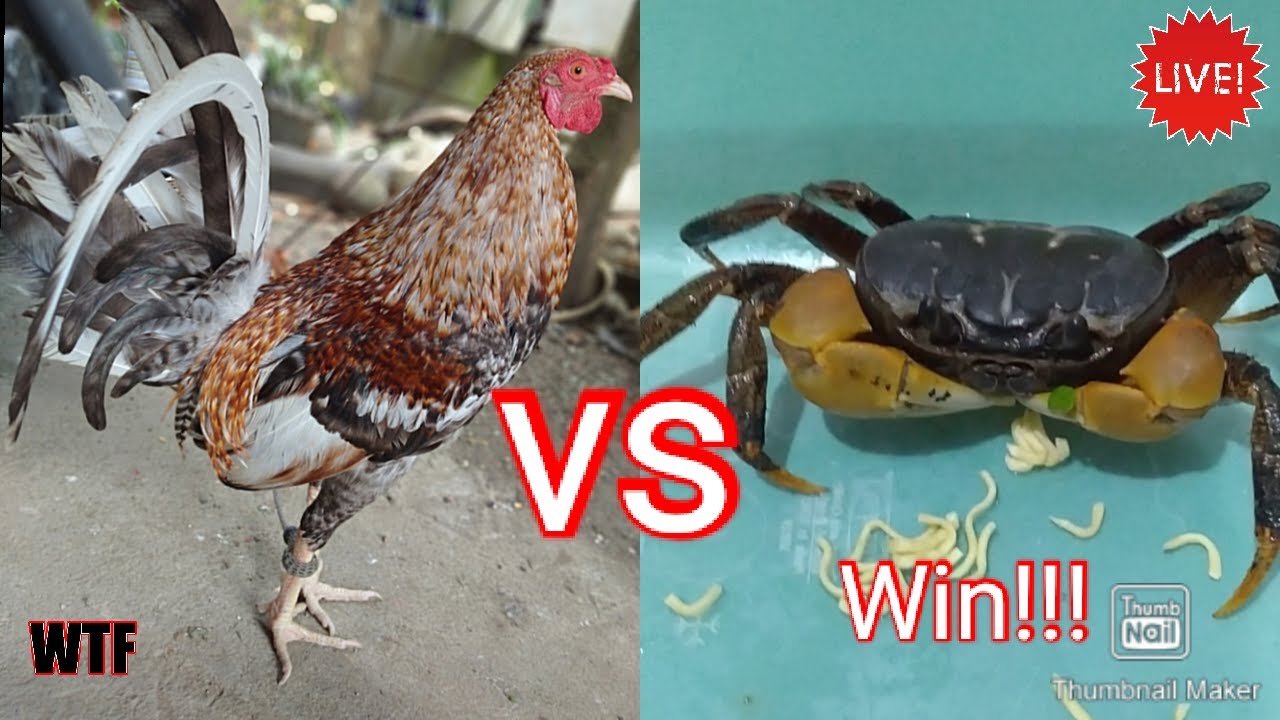 Is crab healthier than chicken?