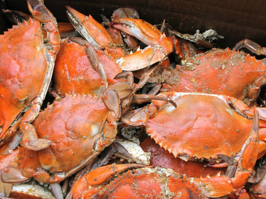 Is crab meat low in carbs?