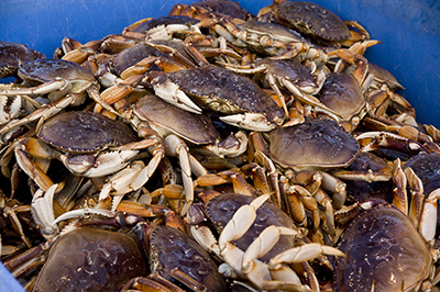 Is Crab safe to eat in Washington state?