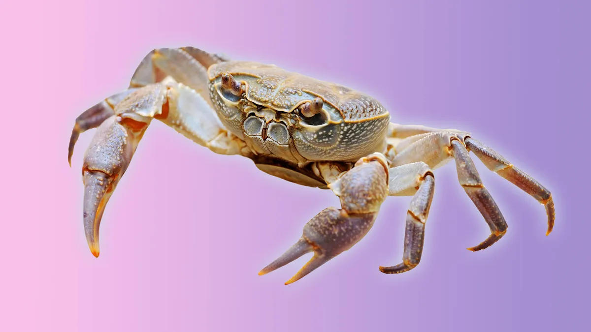 Is crab shell biodegradable?