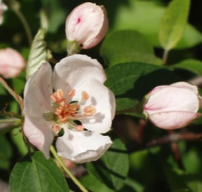 Is Crabapple native to Ontario?