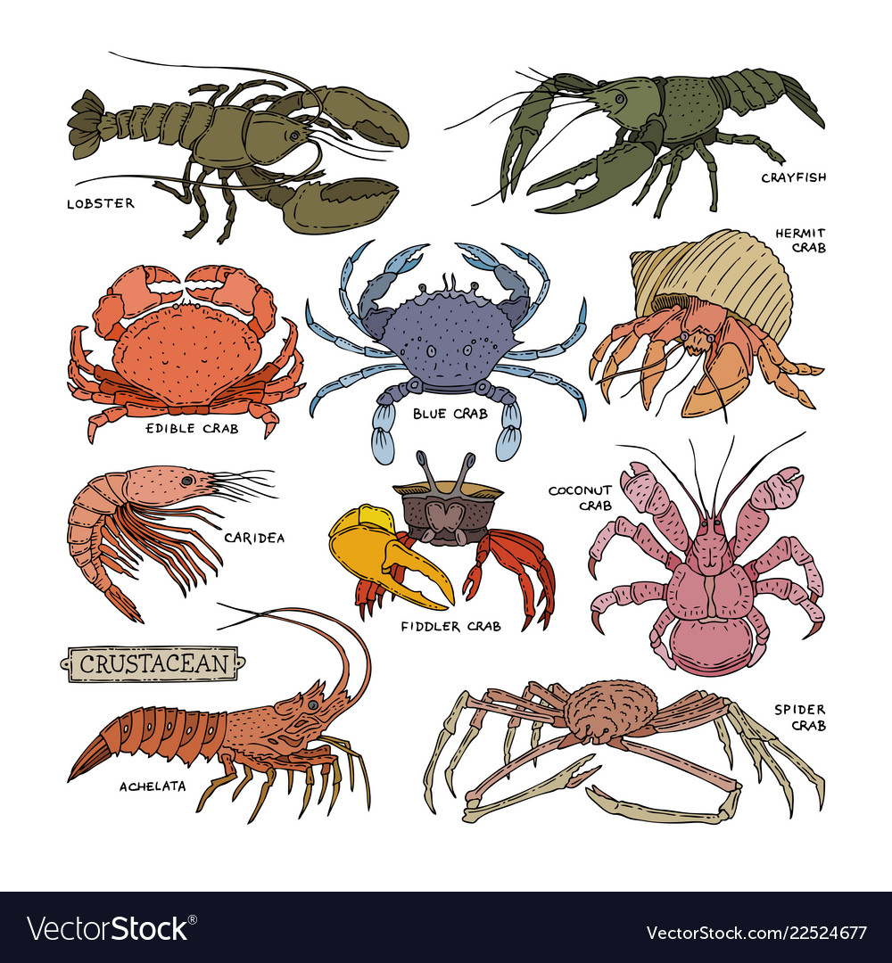 Is crawfish more like lobster or crab?